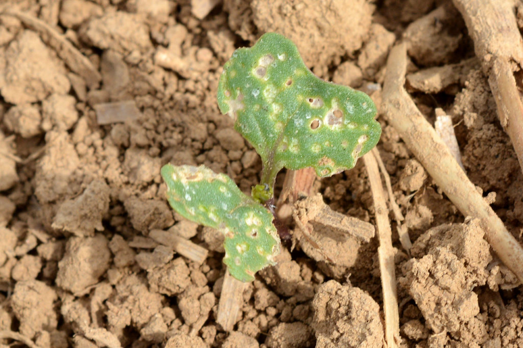Lutte contre les altises adultes : anticiper, observer et réagir - La ...
