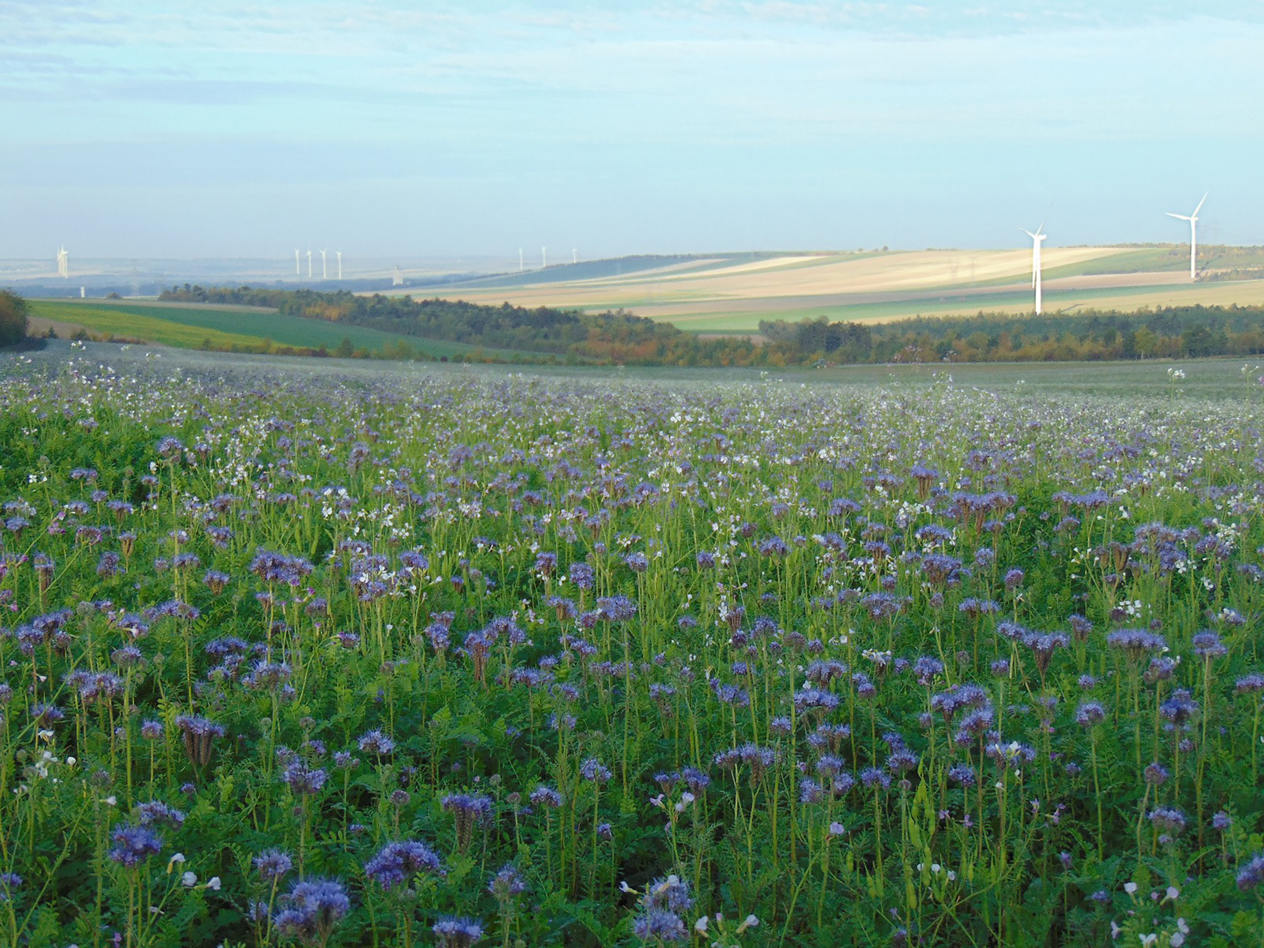 Le bio aubois veut se faire un nom - La Revue Agricole de l'Aube