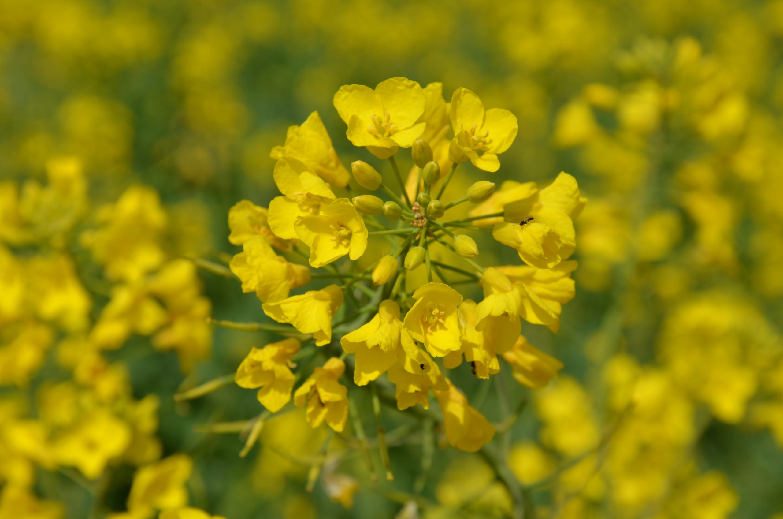 Le colza à l’heure du choix - La Revue Agricole de l'Aube