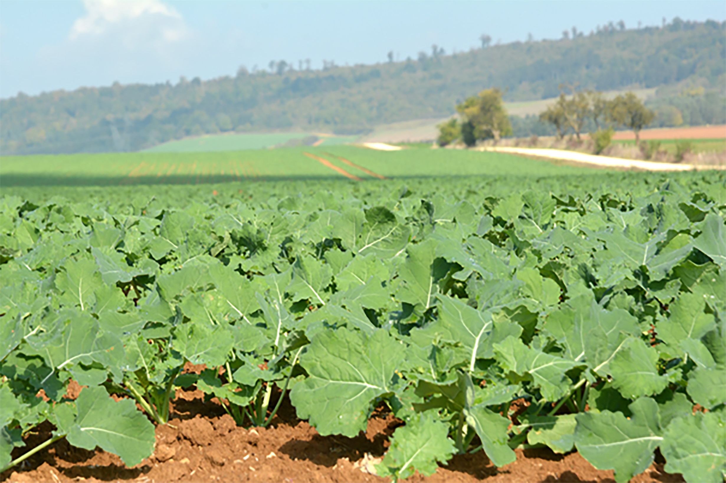 Un colza poussant à l’automne pour résister aux insectes - La Revue ...