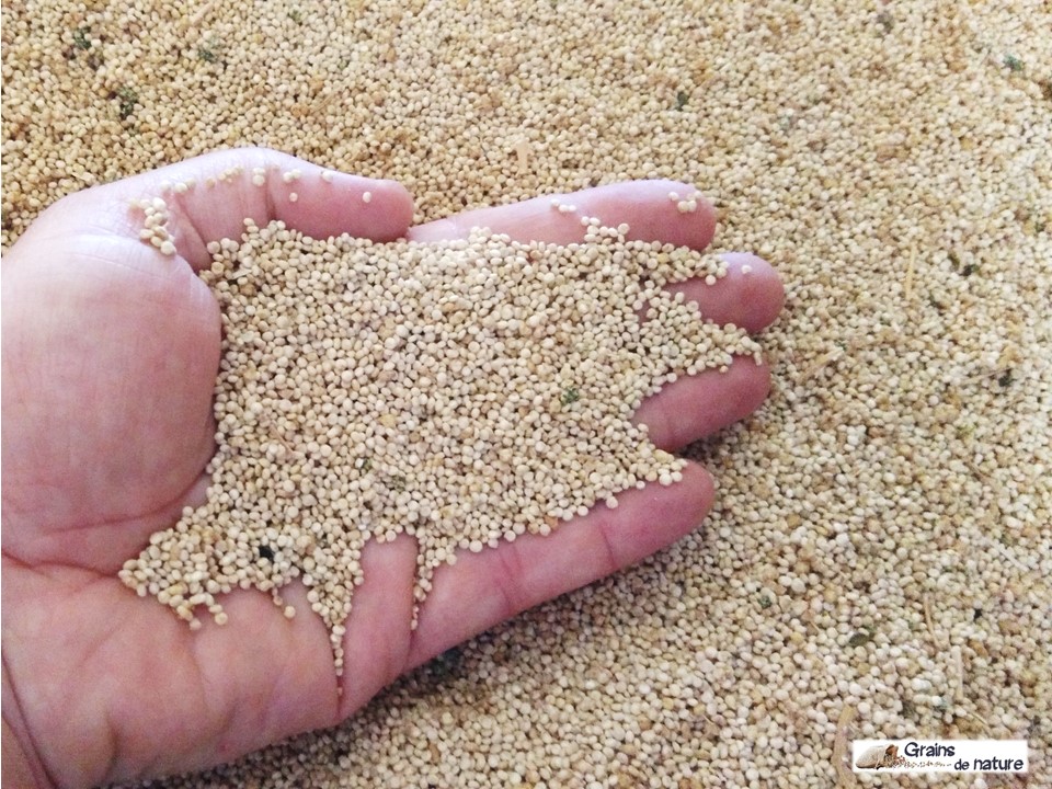 Le quinoa, une diversification originale - La Revue Agricole de l'Aube